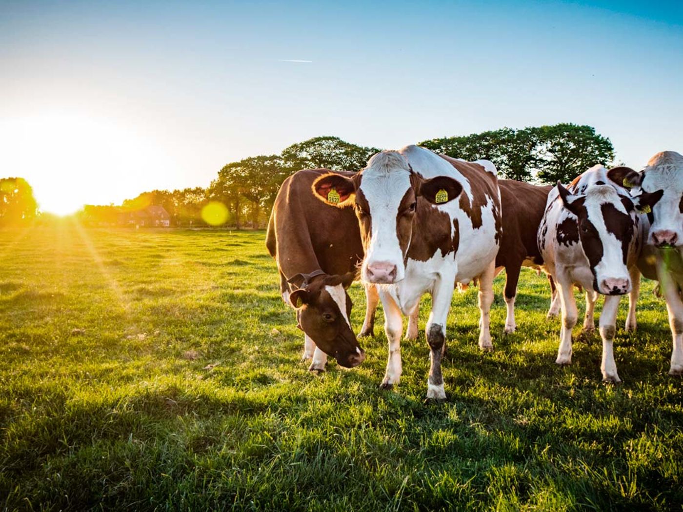 Case Study: Ensuring optimal milk quantity and quality - ifm